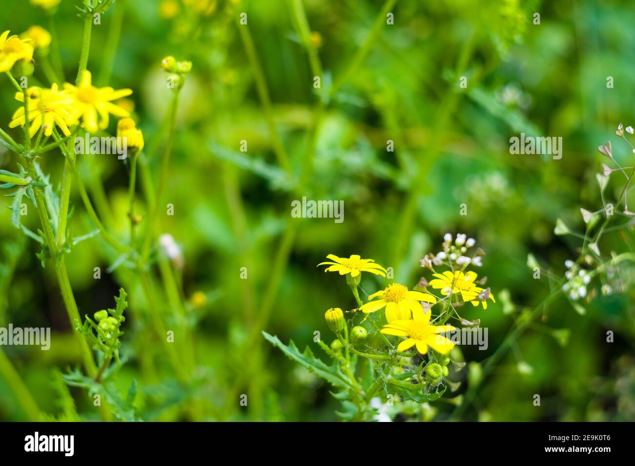 Spring Blooming field - bright green plants, grass and wildflowers with ...
