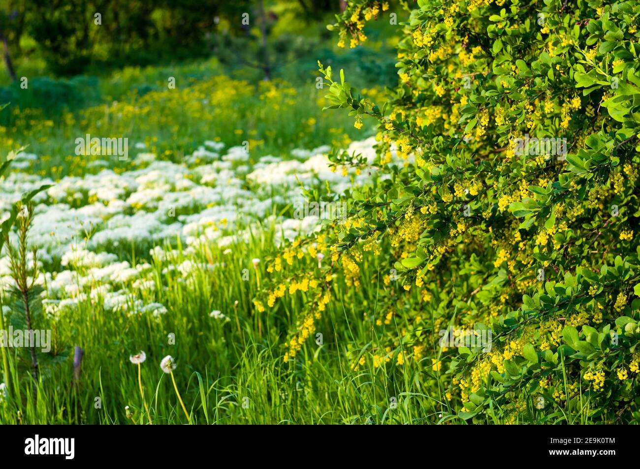 Spring Blooming field - bright green plants, grass and wildflowers with ...