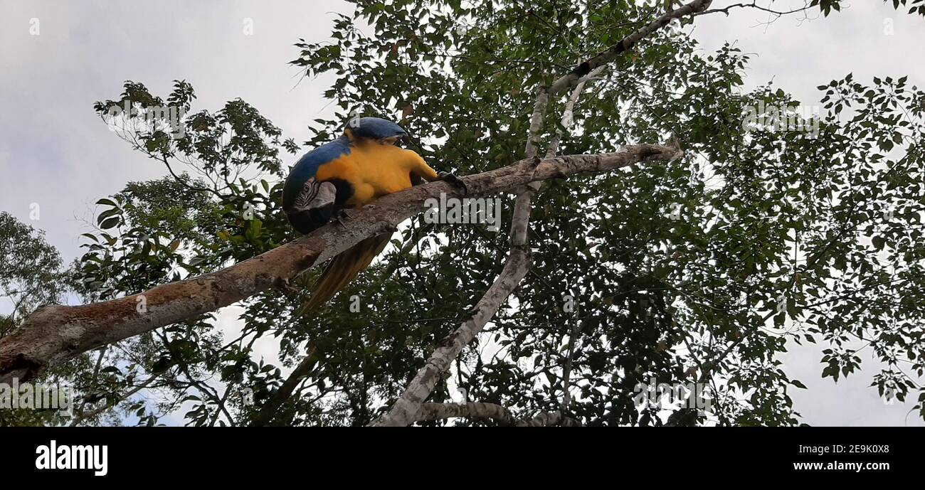 Low angle shot of a yellow and blue-colored parrot on a tree captured ...