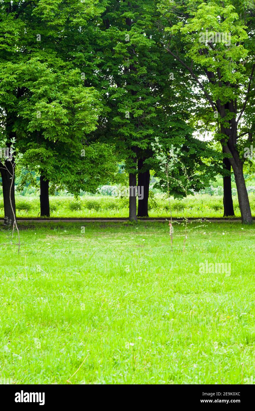 Spring landscape - bright green trees with young foliage on a bright ...