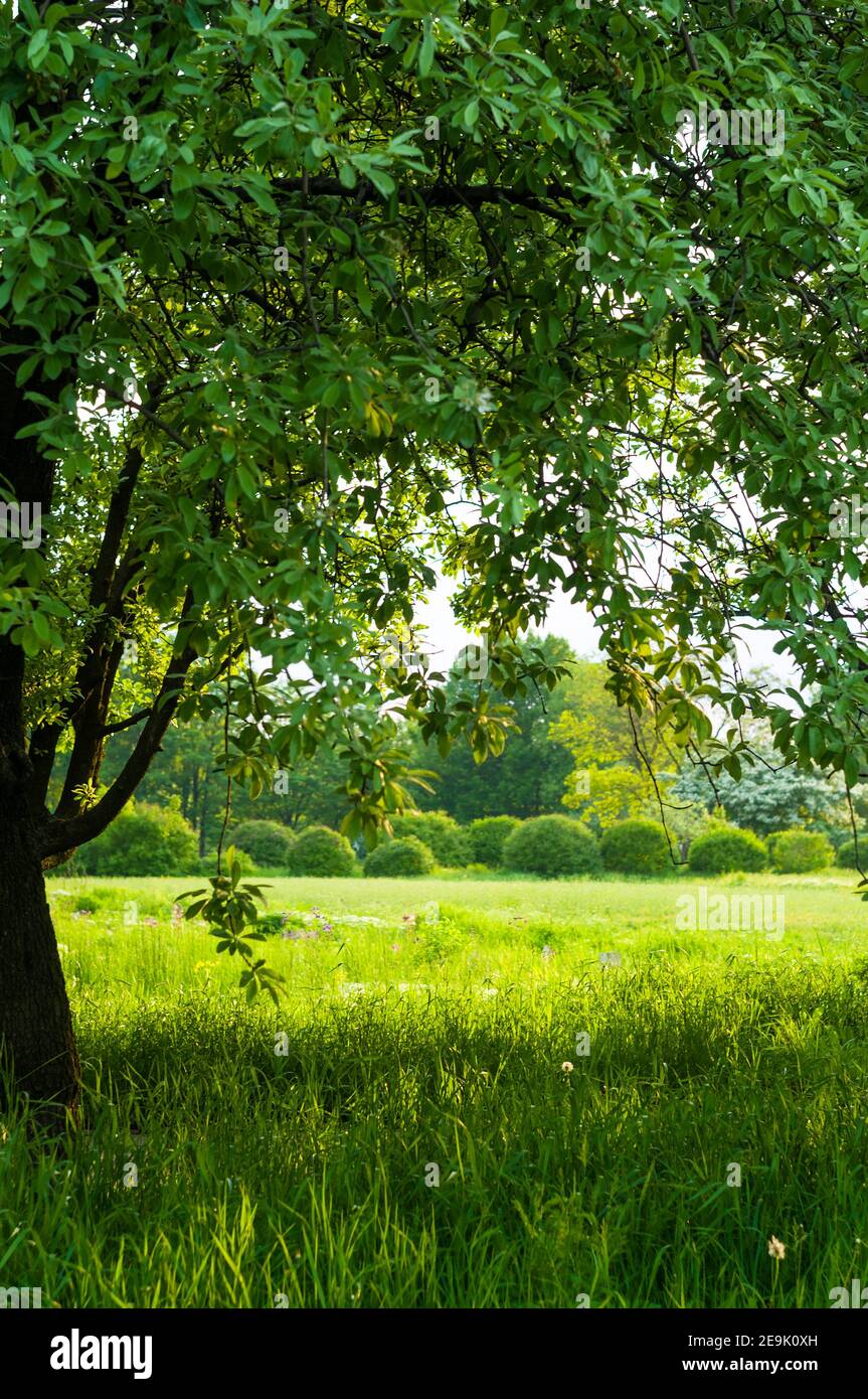 Spring landscape - bright green trees with young foliage on a bright ...