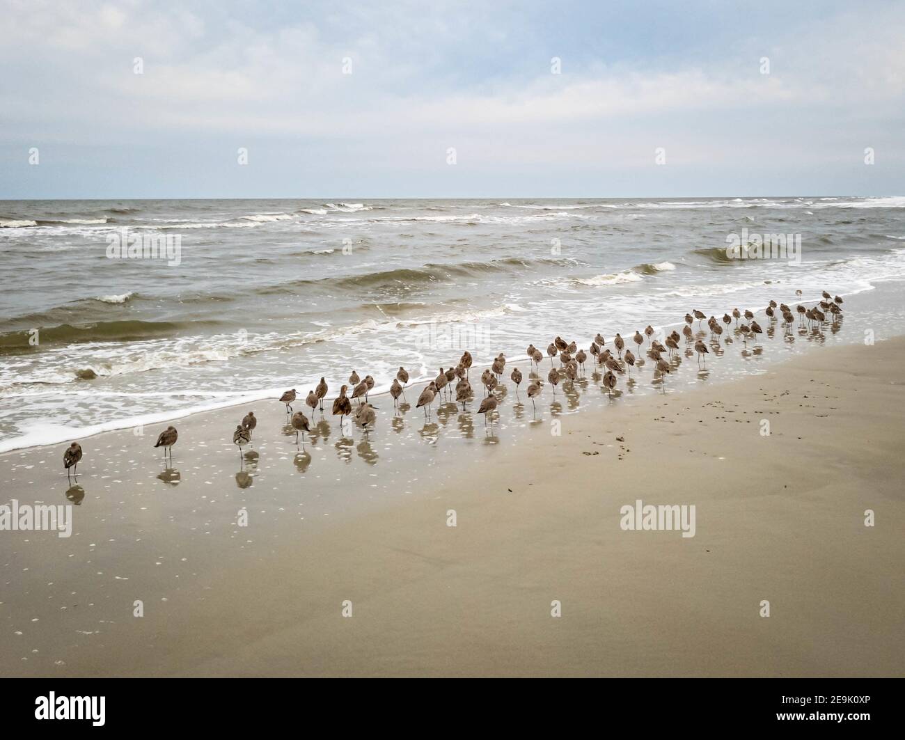 Flock of shorebirds Stock Photo - Alamy