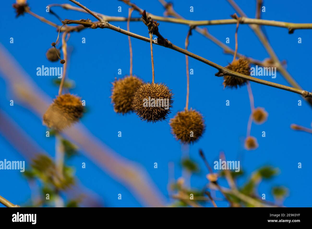 Fruits on the branches of a plane tree or platanus in the park, early ...
