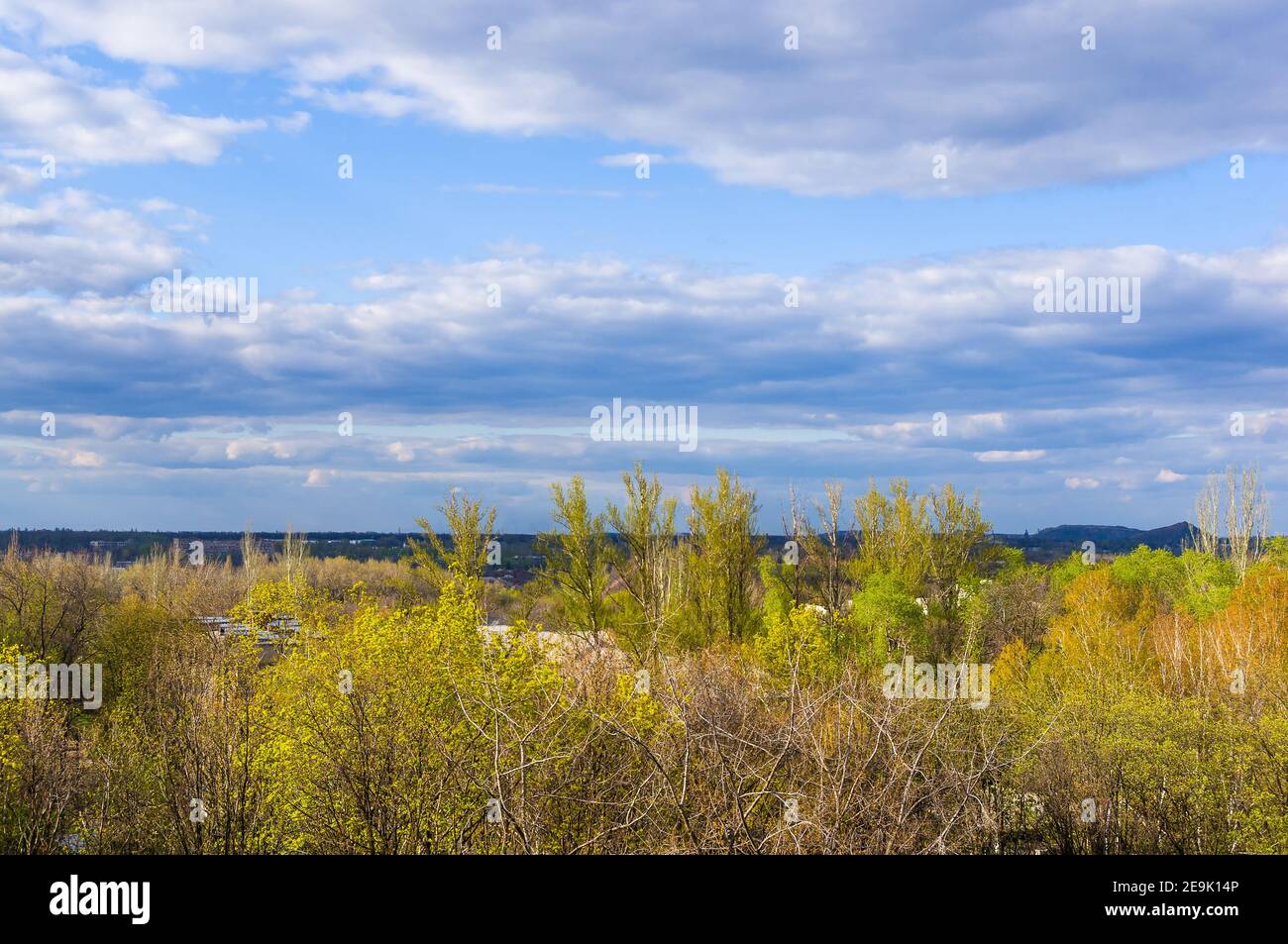 Spring landscape - bright green trees with young foliage on a bright ...