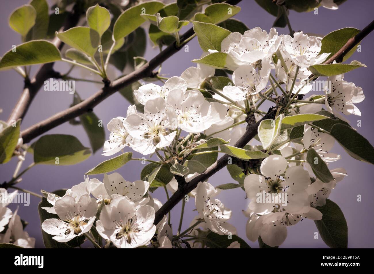 The pear tree with lots of pink and white flowers and buds in a green ...