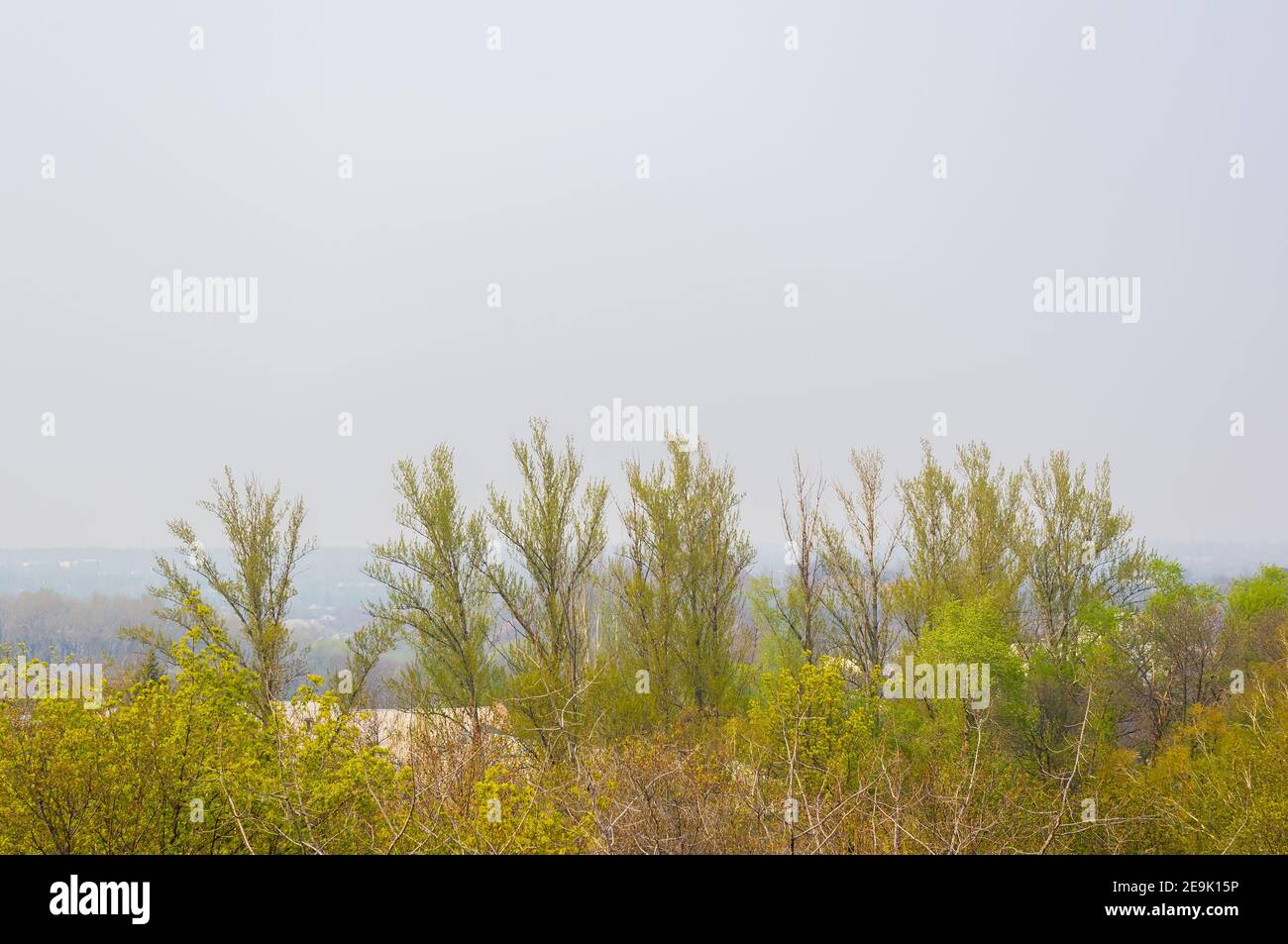 Spring landscape - bright green trees with young foliage on a bright ...