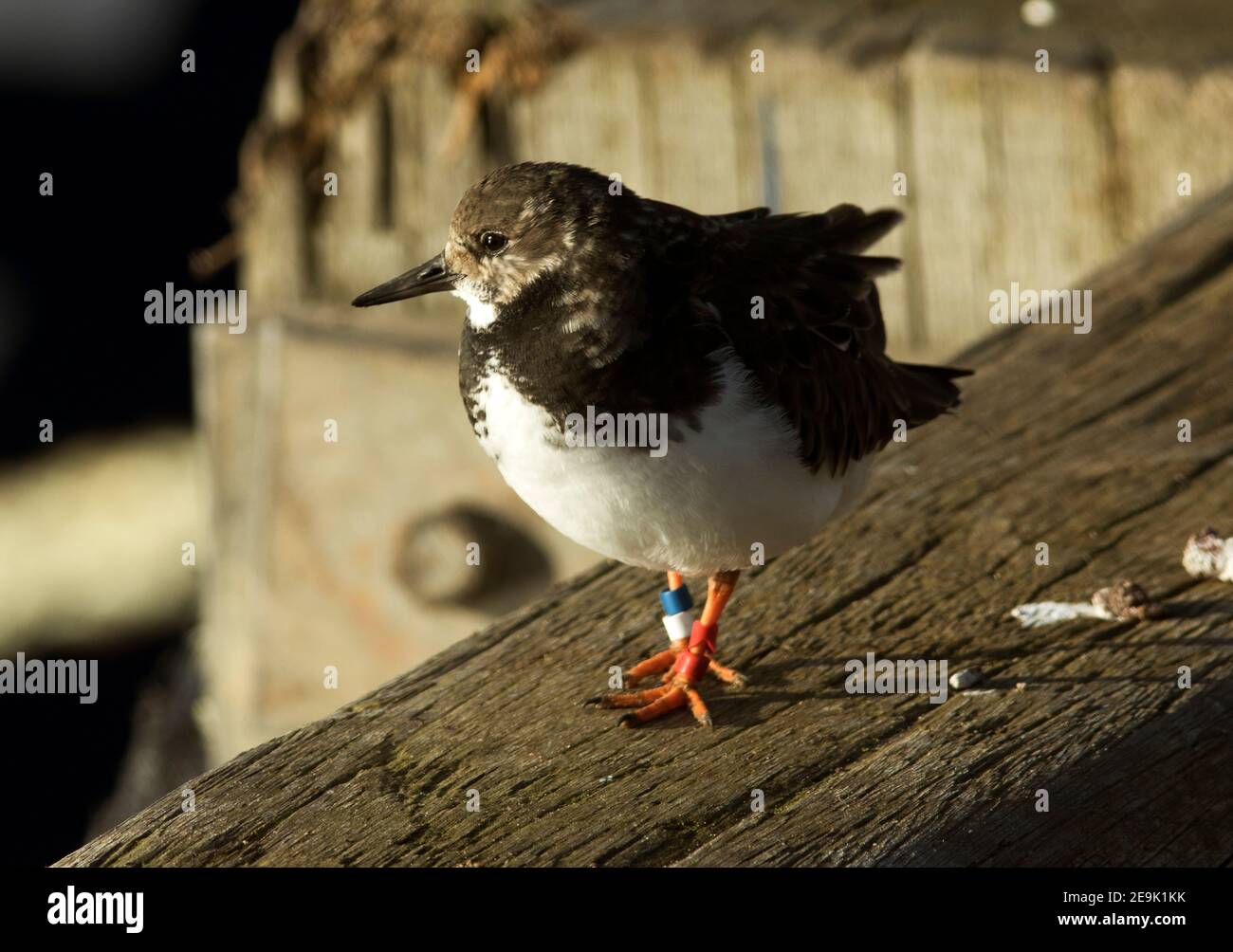 Marked with ID leg rings, this Turnstone provides ornithologists with ...