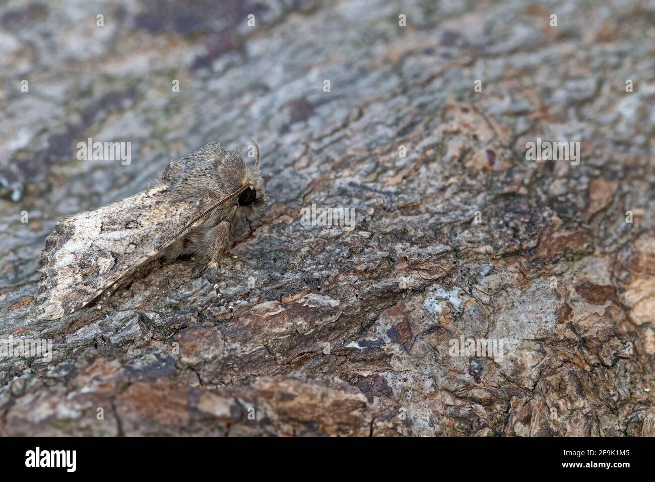 Luperina testacea hi-res stock photography and images - Alamy