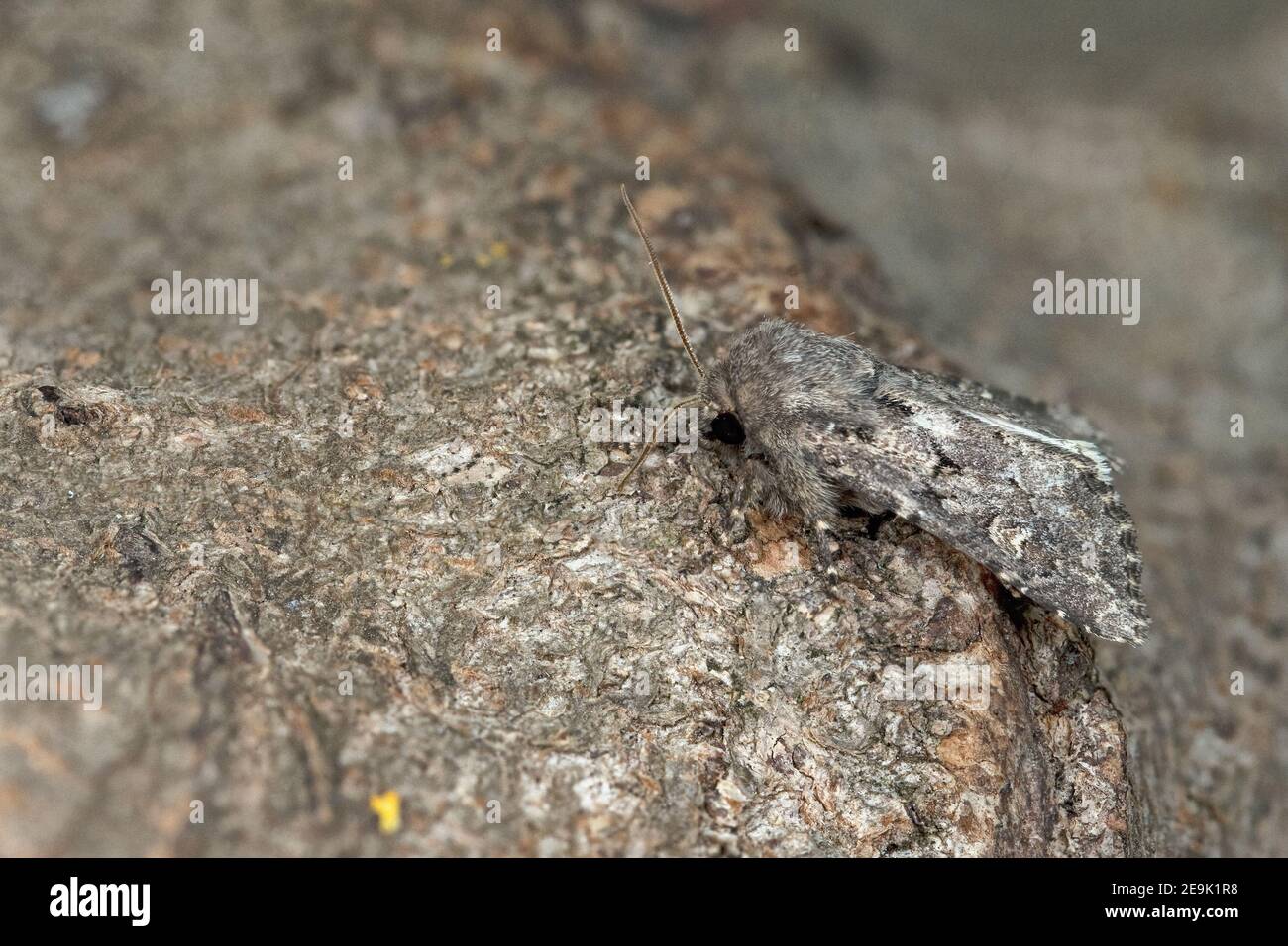 Flounced Rustic (Luperina testacea) moth Stock Photo - Alamy