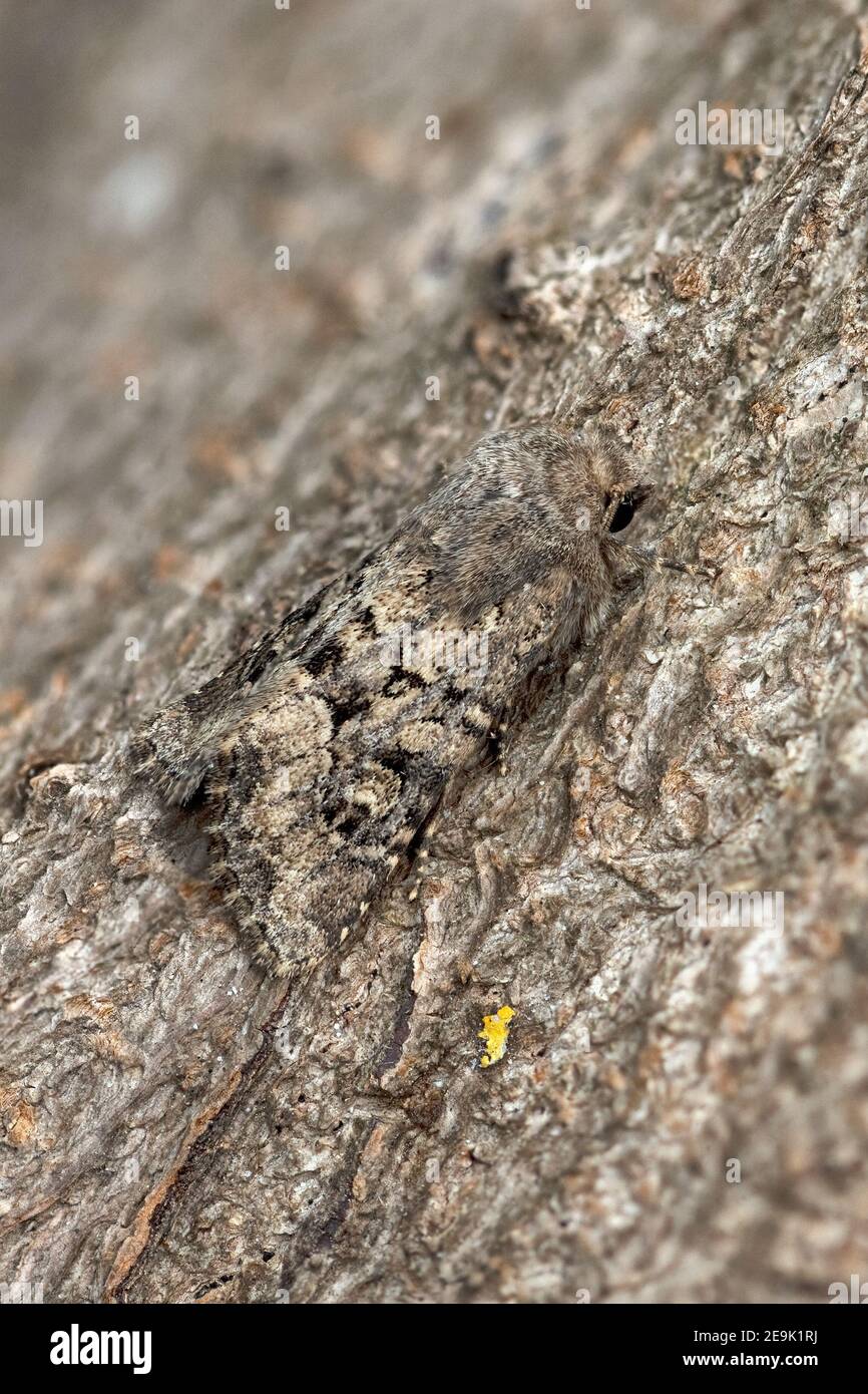 Flounced Rustic (Luperina testacea) moth Stock Photo - Alamy
