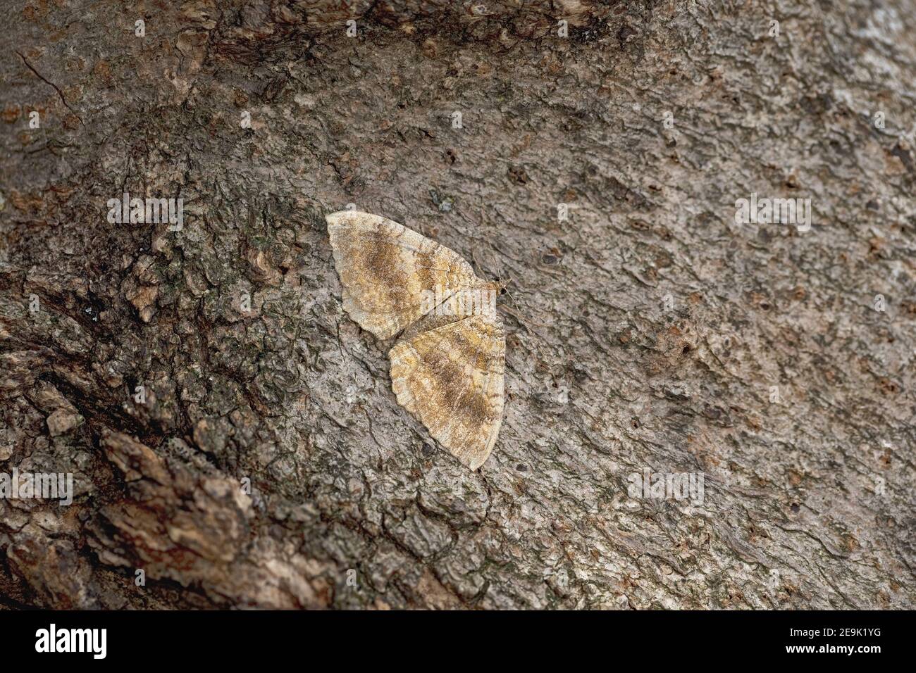 Yellow Shell (Camptogramma bilineata) moth Stock Photo - Alamy