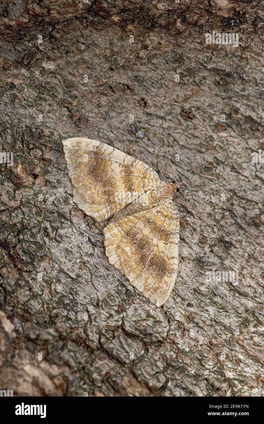 Yellow shell moth hi-res stock photography and images - Alamy