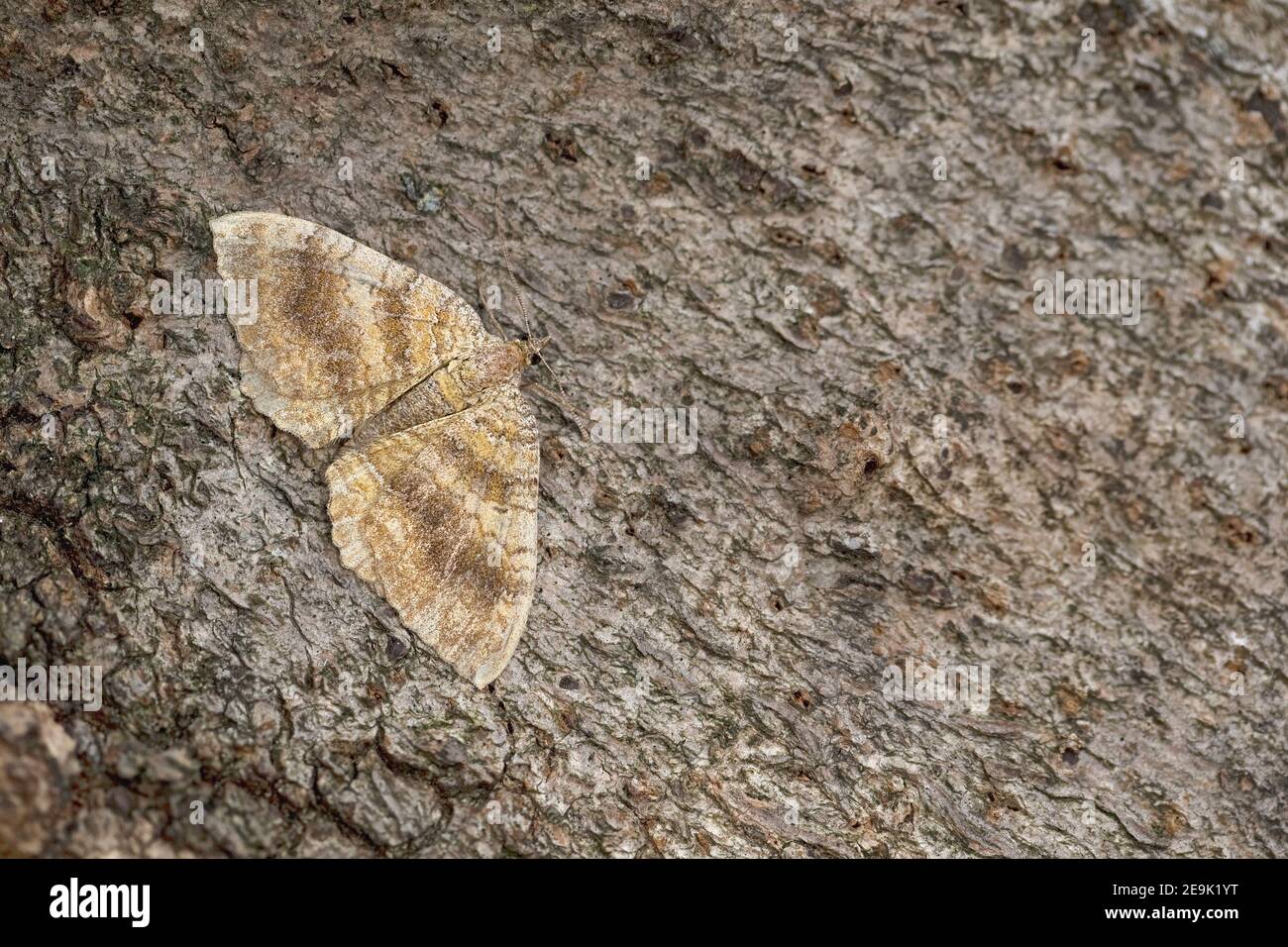 Yellow Shell (Camptogramma bilineata) moth Stock Photo - Alamy