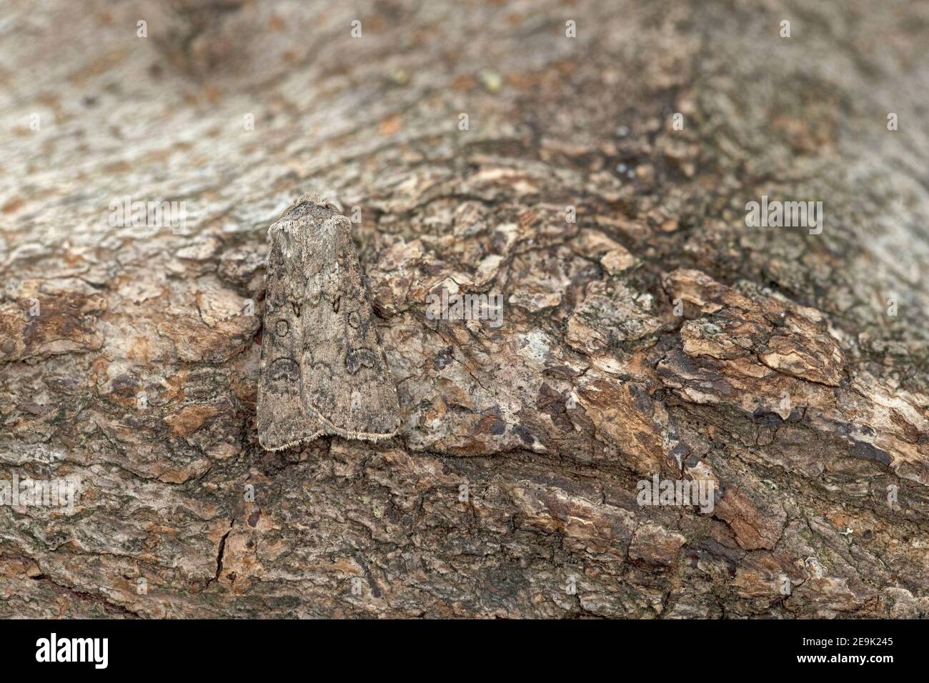 Turnip Moth (Agrotis segetum Stock Photo - Alamy
