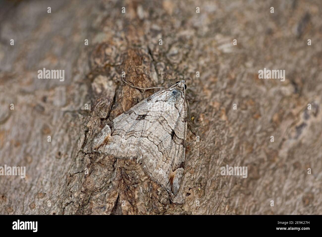 Treble-bar (Mormo maura) moth Stock Photo - Alamy