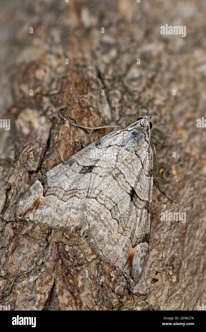 Treble bars hi-res stock photography and images - Alamy