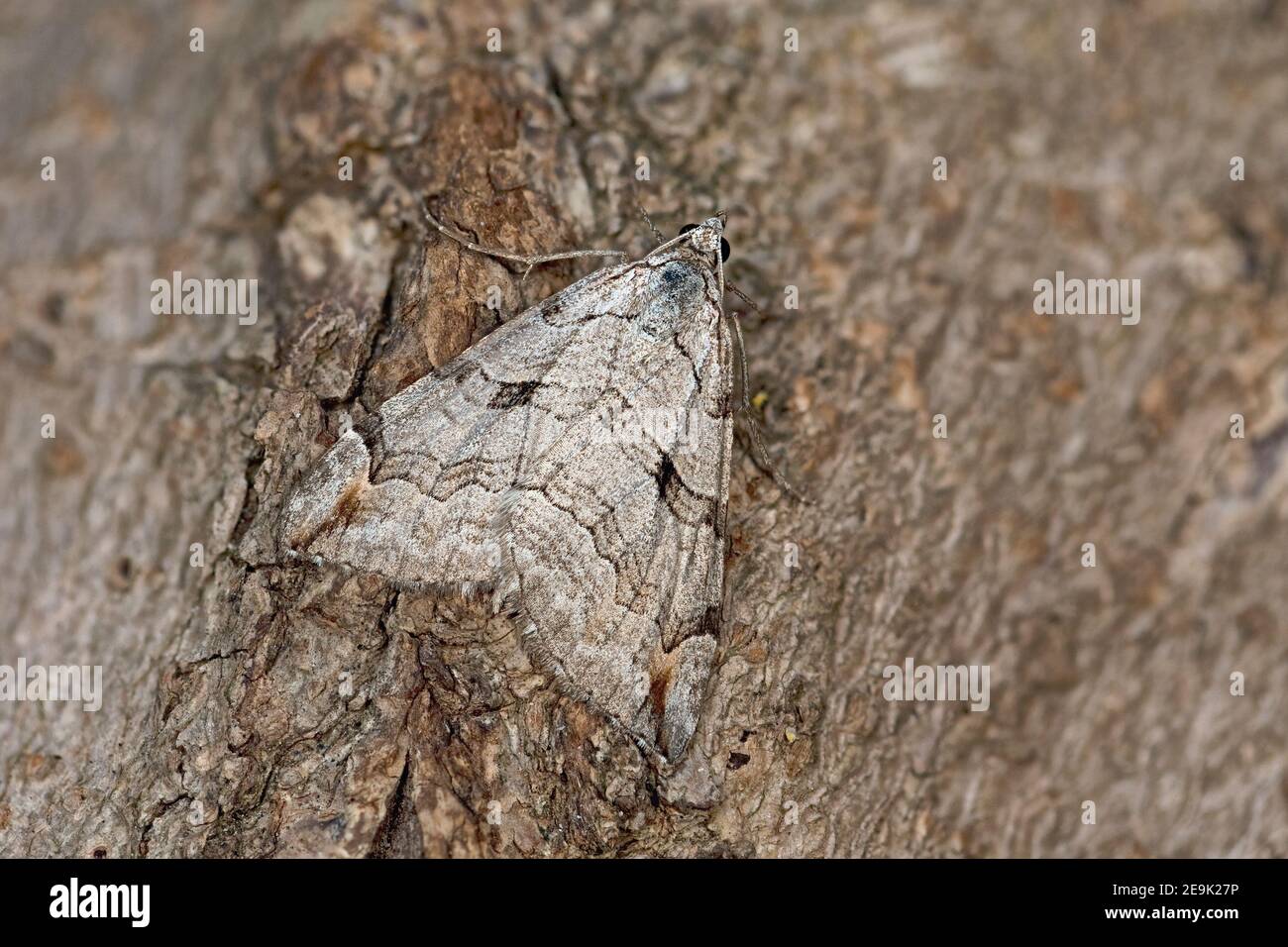 Treble bars hi-res stock photography and images - Alamy