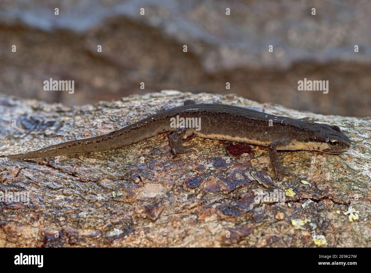 Smooth Newt (Lissotriton vulgaris Stock Photo - Alamy