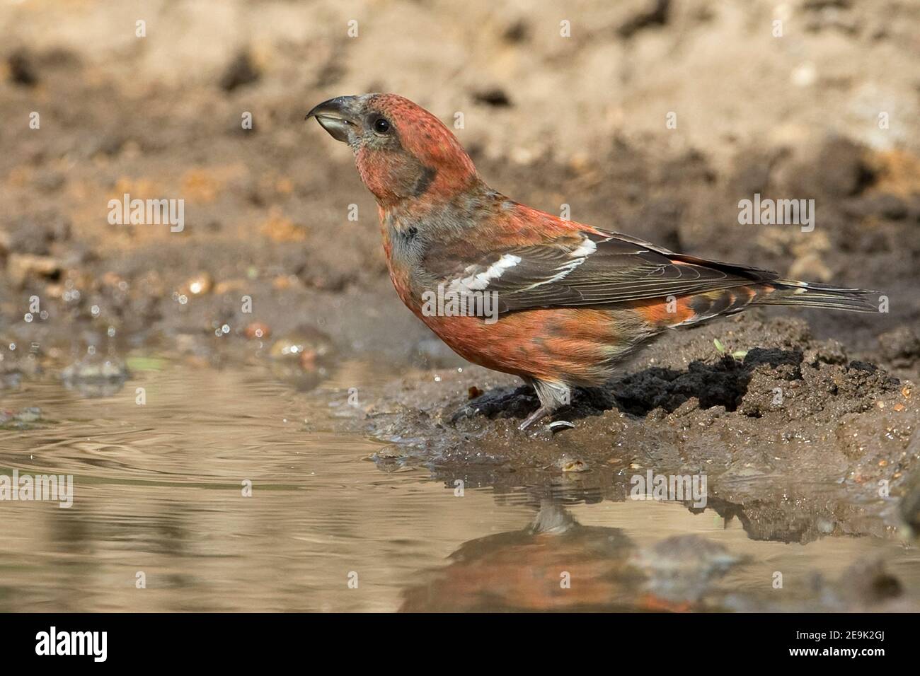 Two-barred Crossbill (Loxia leucoptera) or hybrid with Common Crossbill ...