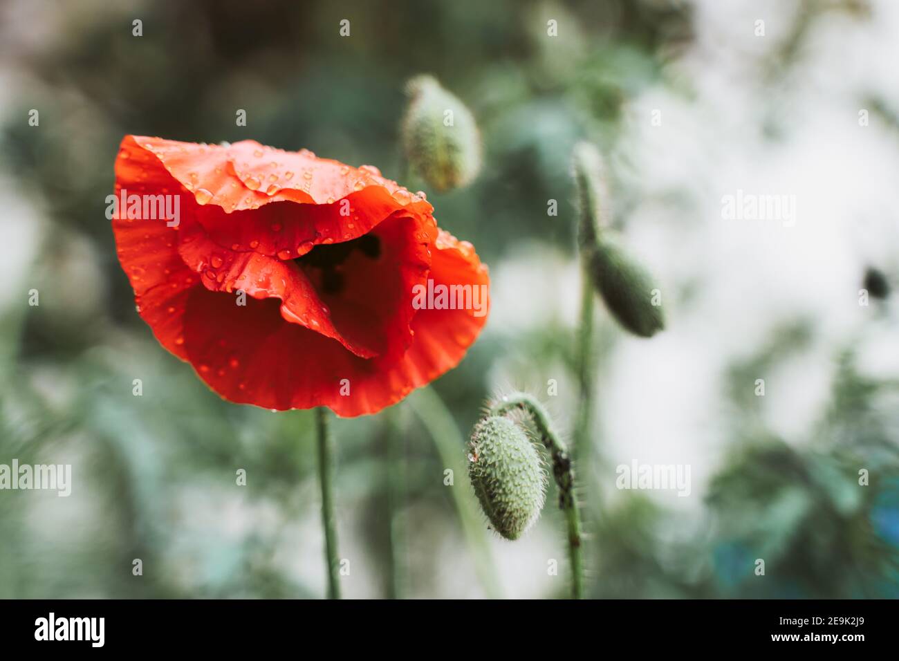 photo of a poppy flower close up in nature Stock Photo - Alamy