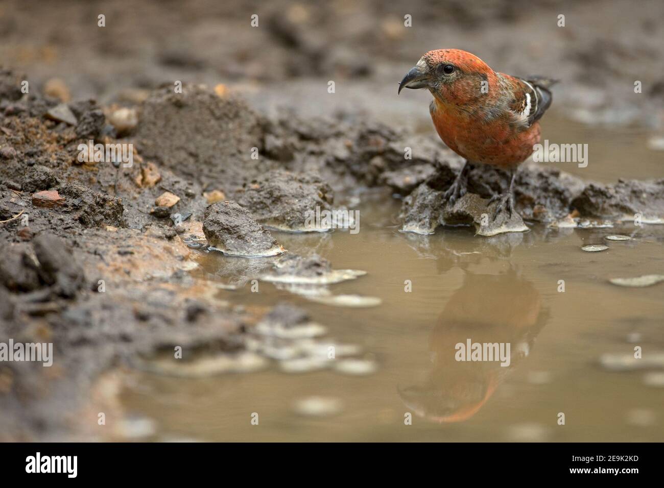 Two-barred Crossbill (Loxia leucoptera) or hybrid with Common Crossbill ...