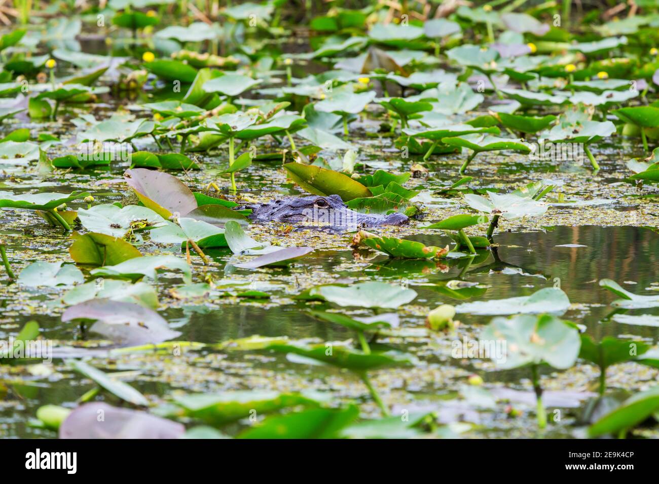 American Alligator Swimming in Everglades with colorful reflection in ...