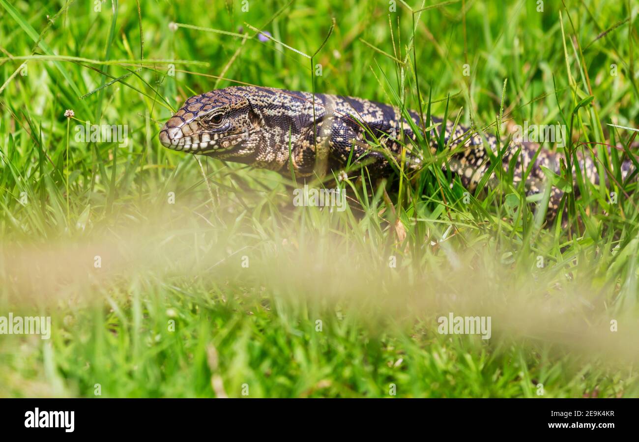 Big lizard in green grass Stock Photo - Alamy