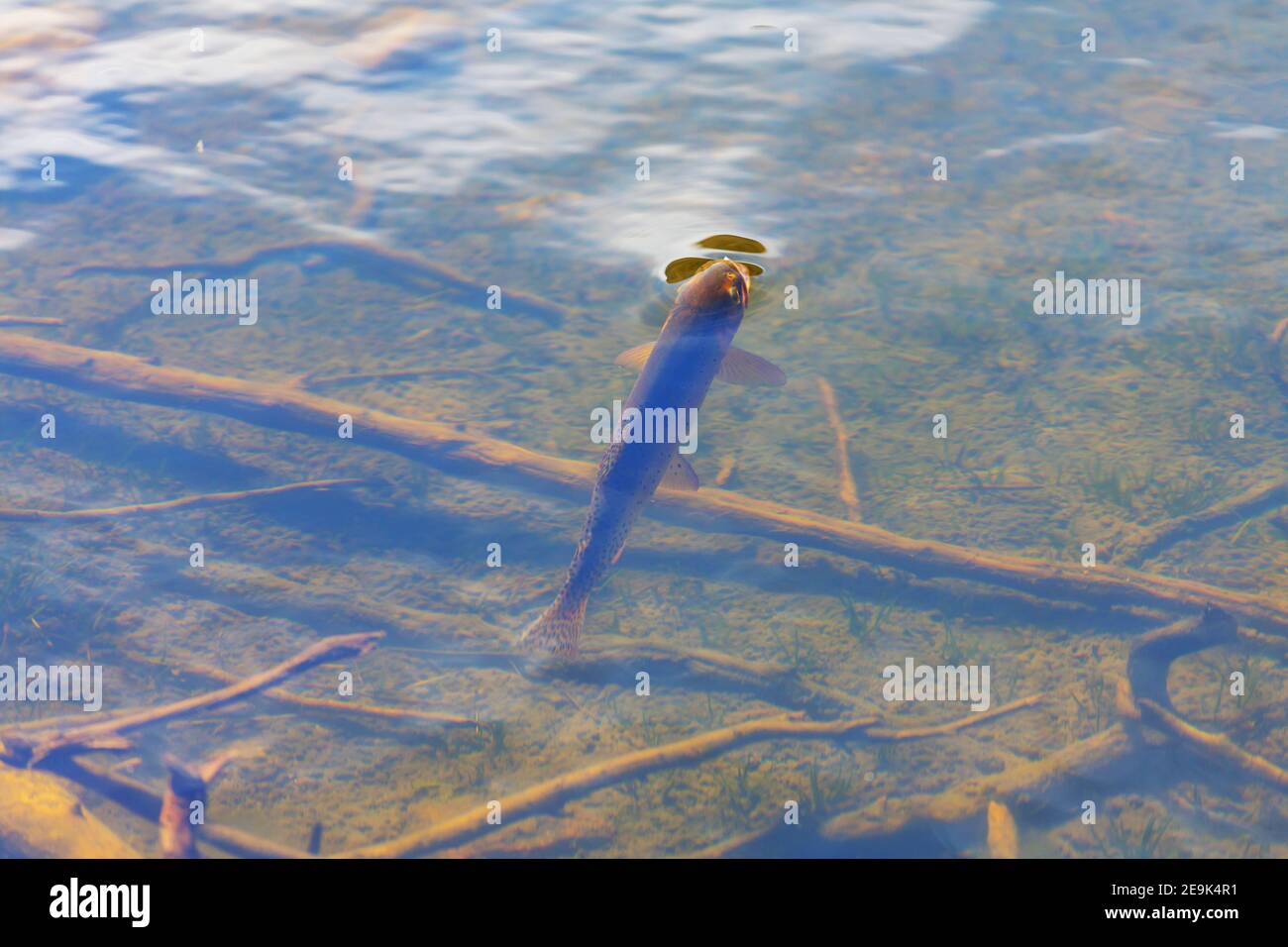 Rainbow trout swimming in mountain hi-res stock photography and images ...