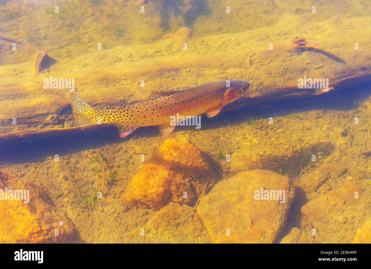 Brown trout swimming hi-res stock photography and images - Alamy
