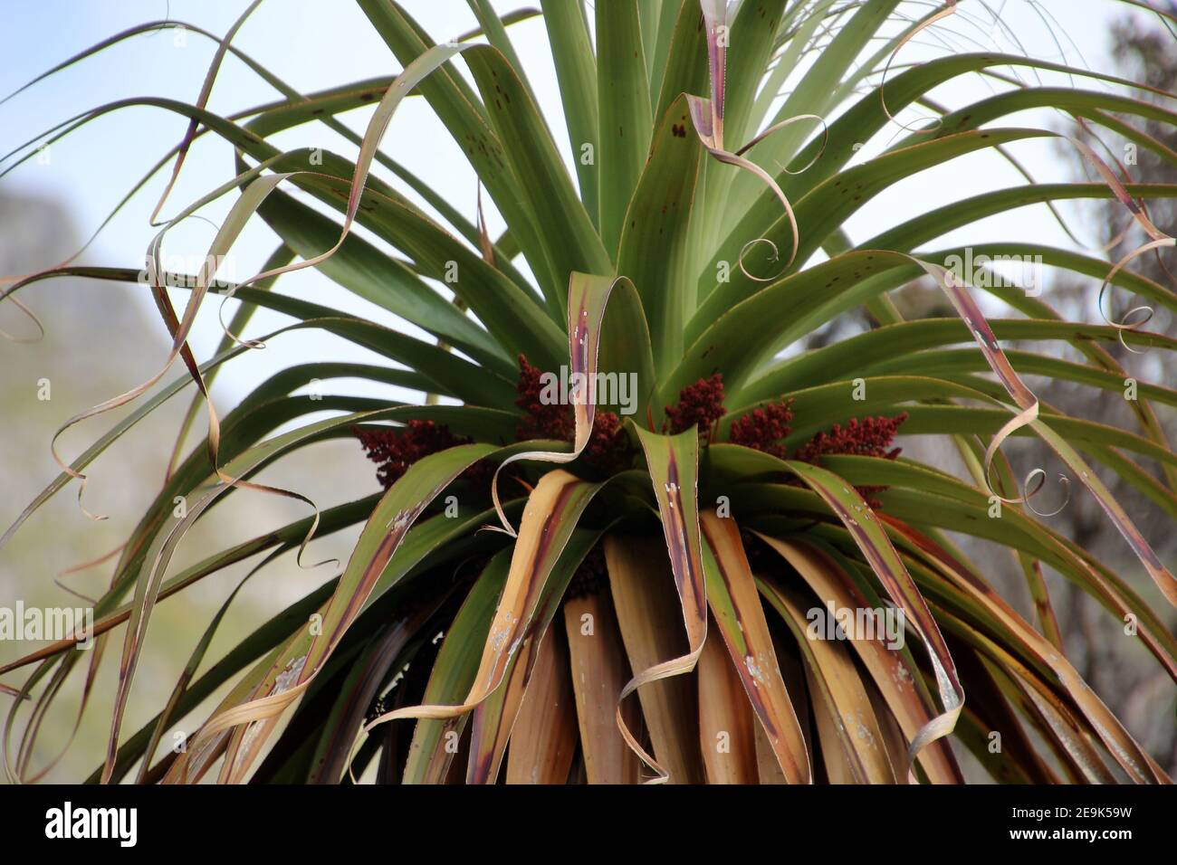Giant grass tree hi-res stock photography and images - Alamy