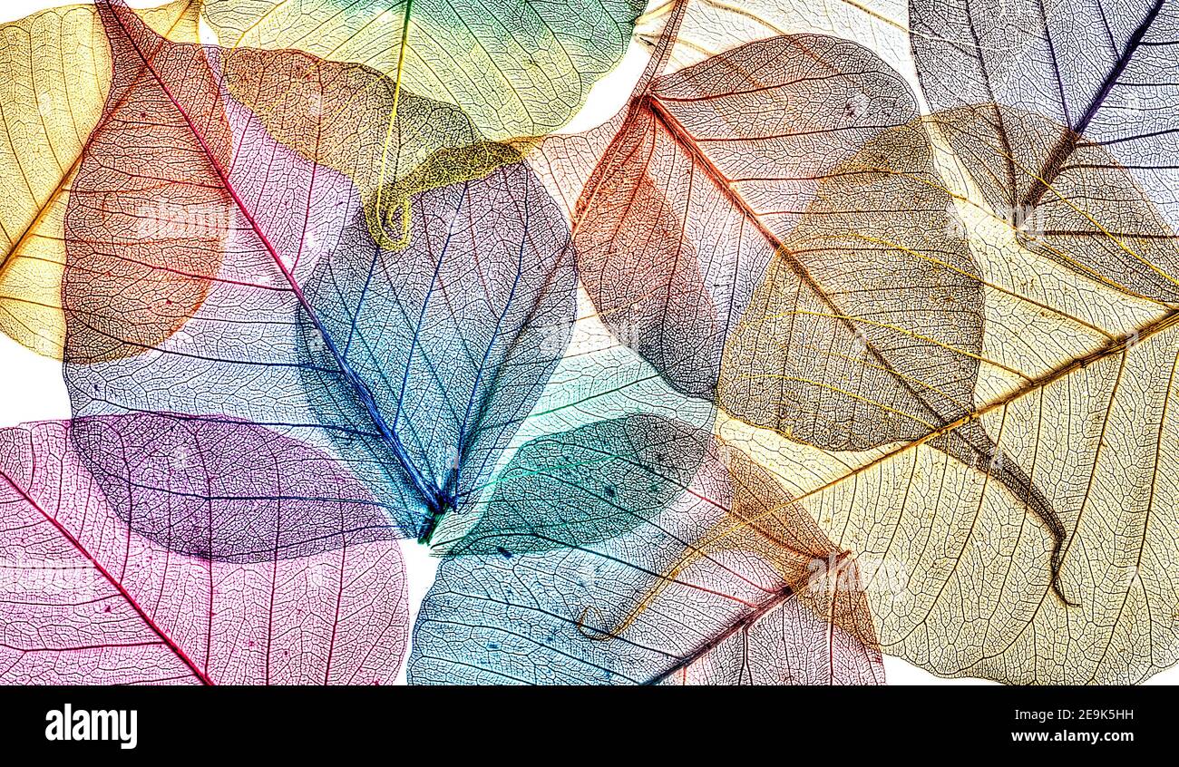 Buddha tree leaves hi-res stock photography and images - Alamy