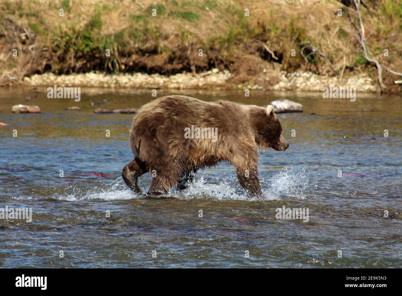 Grizzly catching salmon in a river, Alaska Stock Photo - Alamy