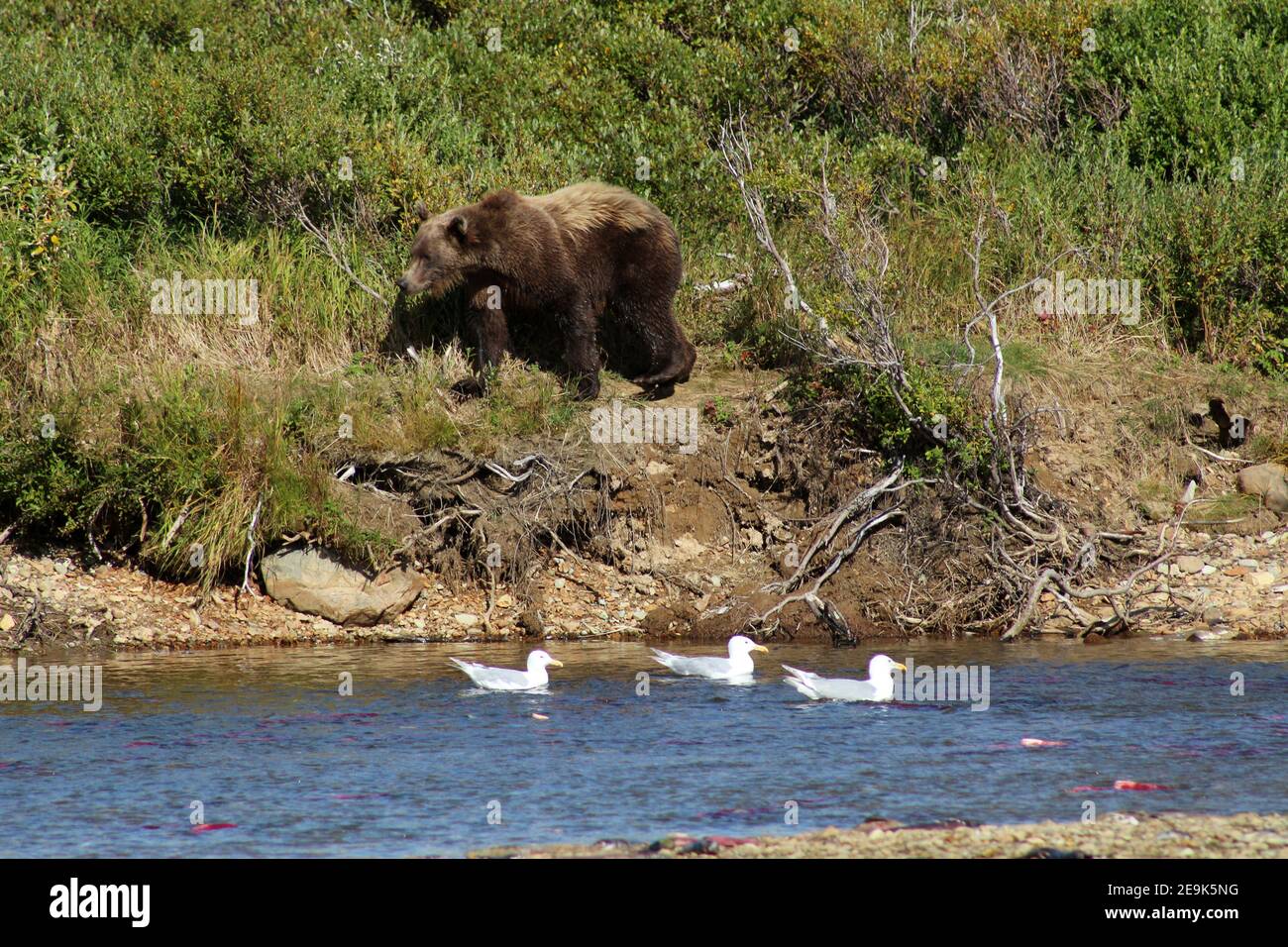 Grizzly catching salmon in a river, Alaska Stock Photo - Alamy