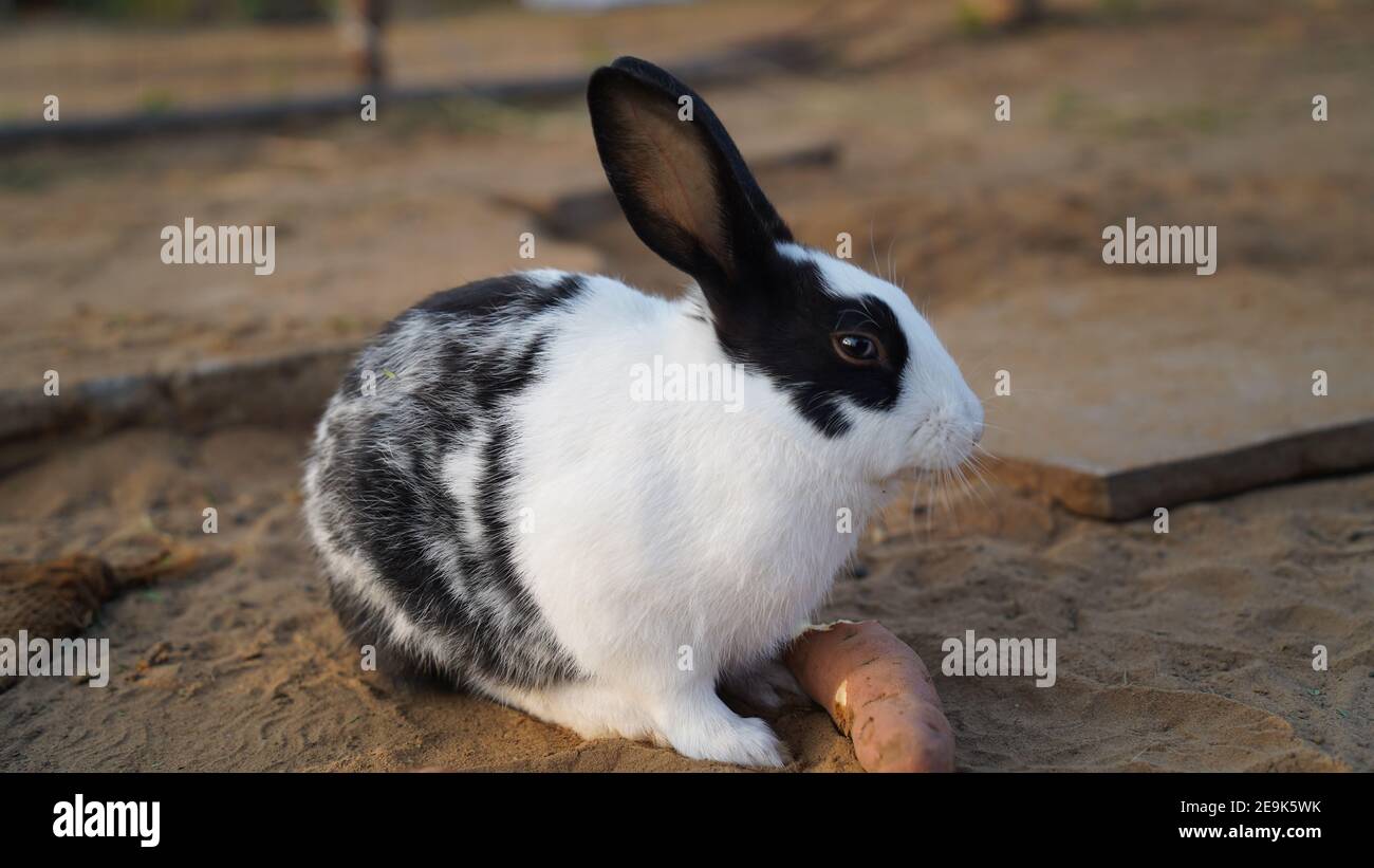 Long eared rabbit hi-res stock photography and images - Alamy