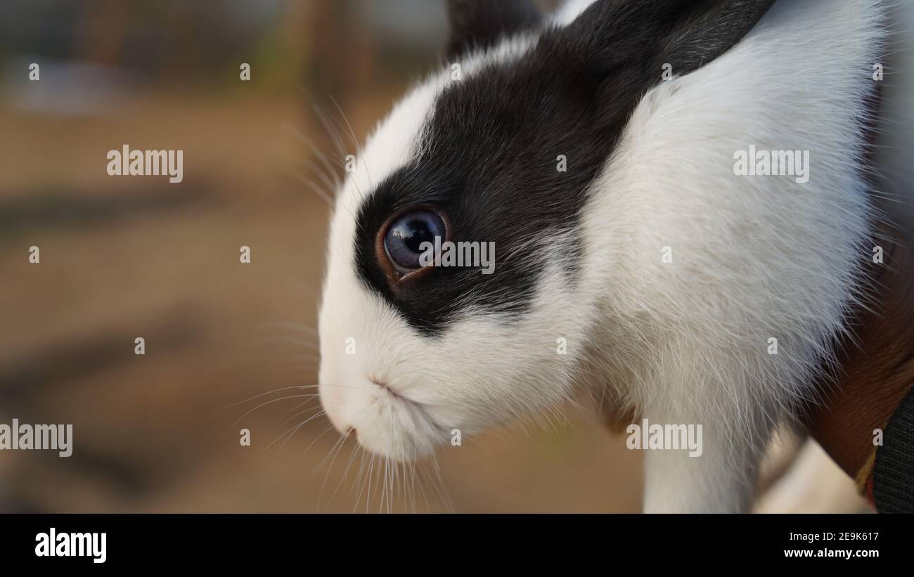 Selective focused on the eye of Cute rabbit. Round black eye cornea or ...