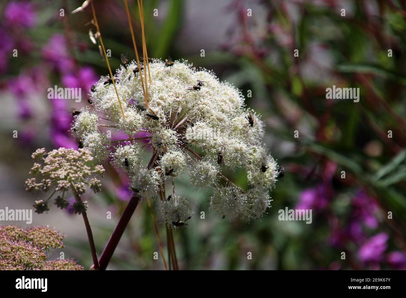 Hemlock In Bloom High Resolution Stock Photography and Images - Alamy