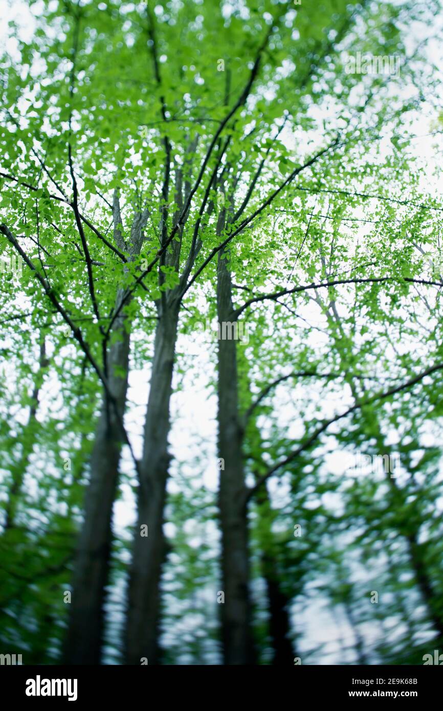 Beechen woods hi-res stock photography and images - Alamy