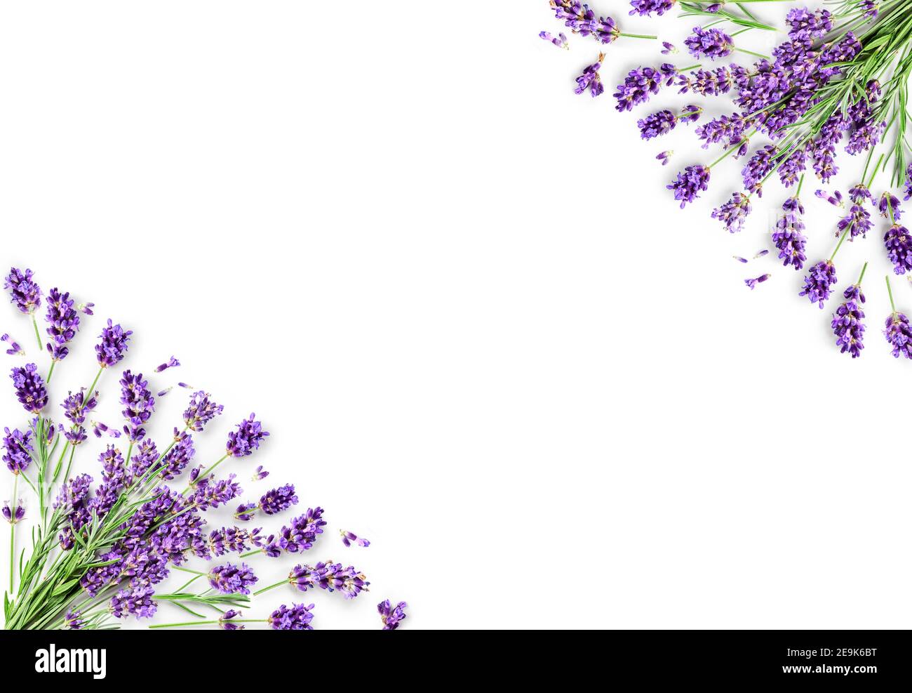 Lavender Flower Border Design