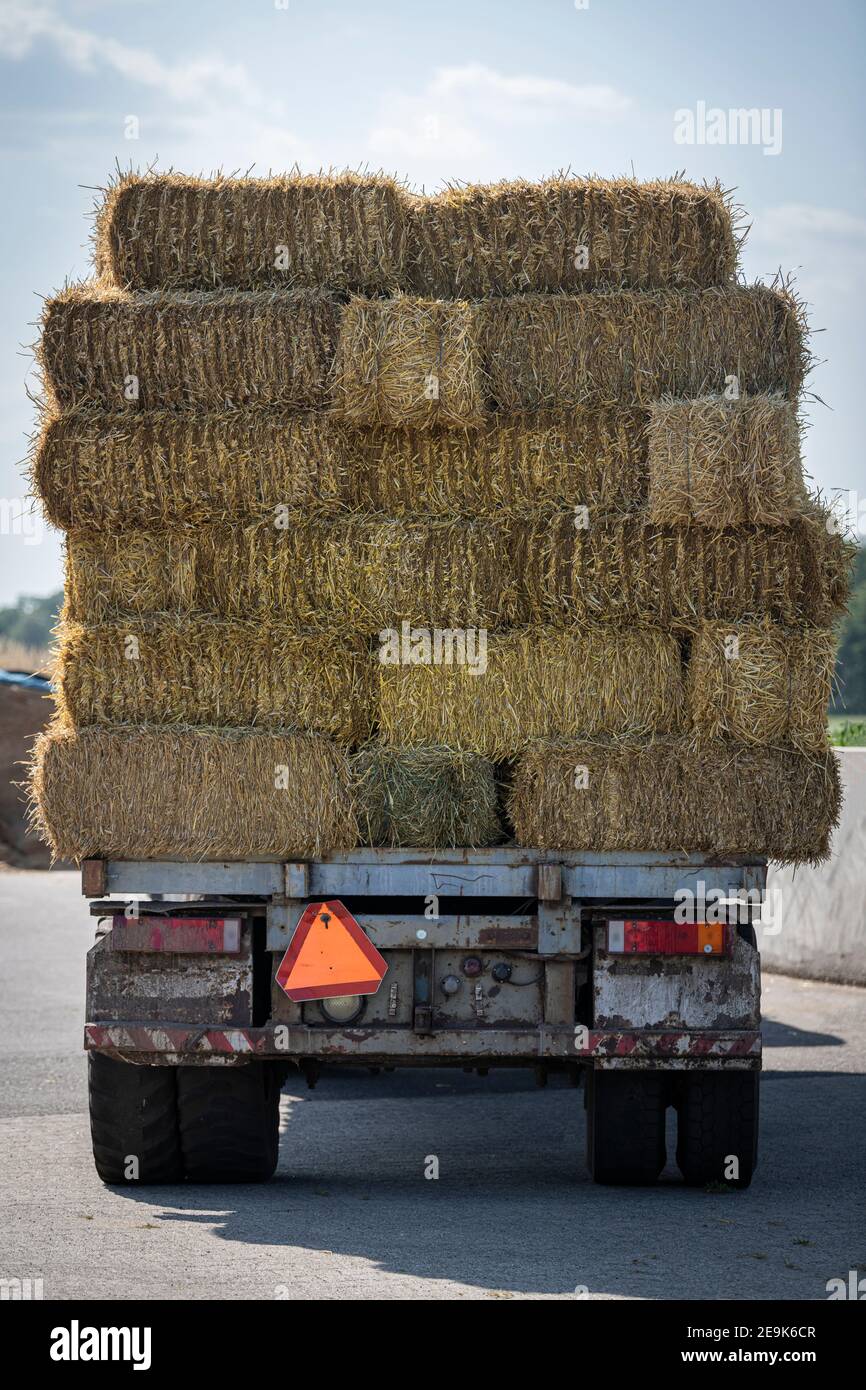 Straw bales on a flat farm wagon at a Dutch livestock farm Stock Photo ...