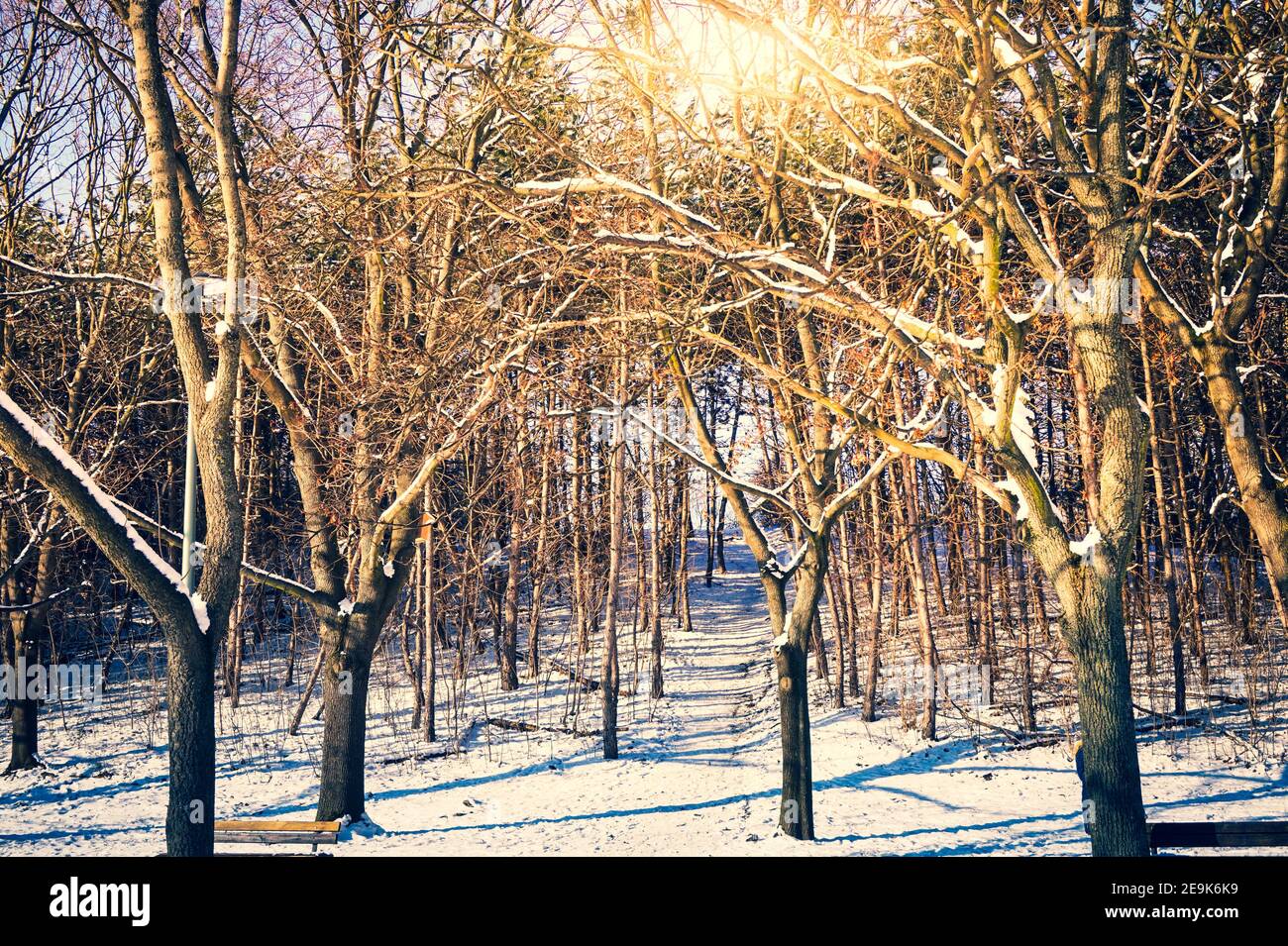 Park with trees and snow in winter Stock Photo - Alamy
