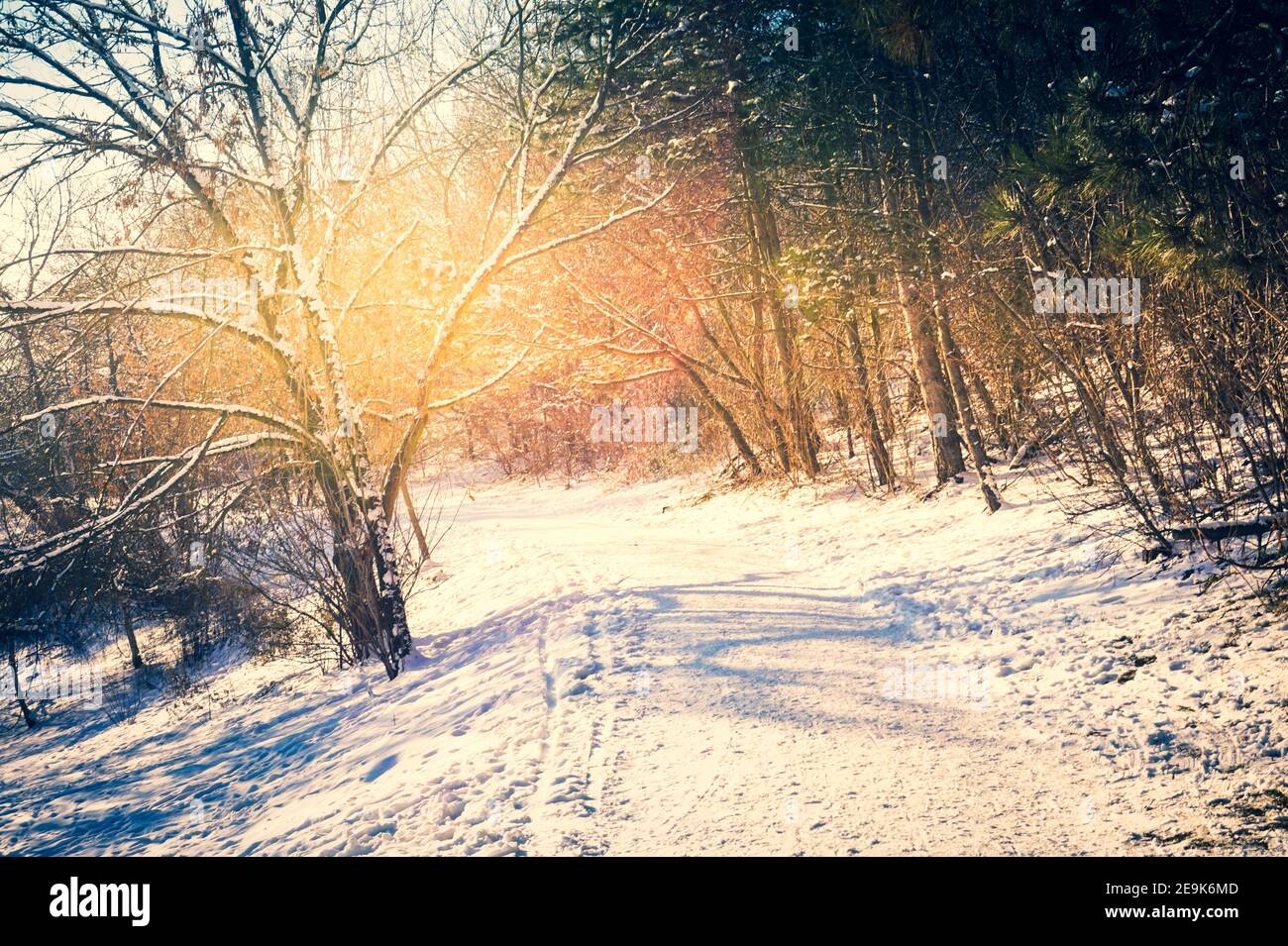 Path in park in winter Stock Photo - Alamy