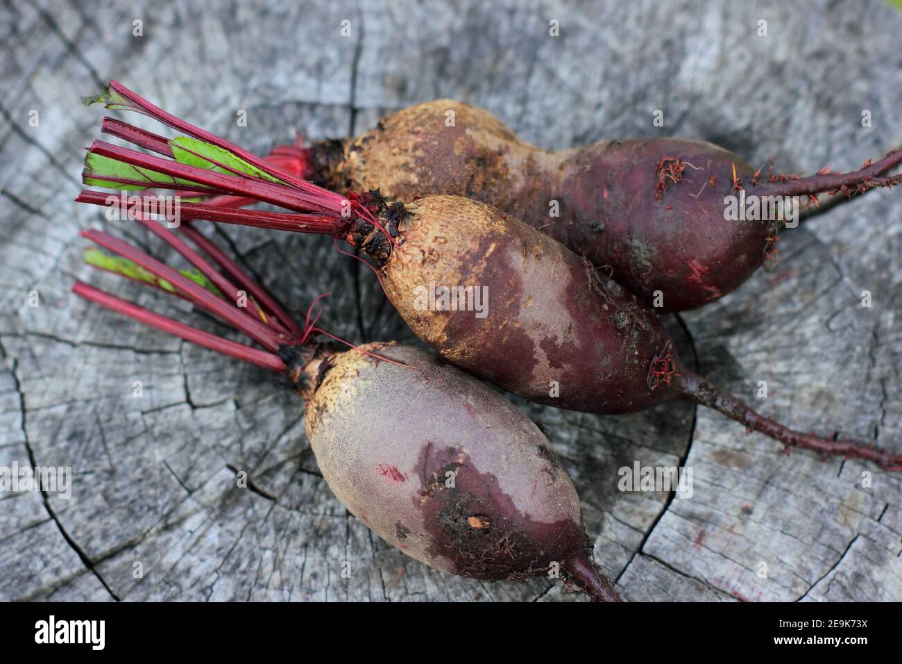 Ripe beet hi-res stock photography and images - Alamy