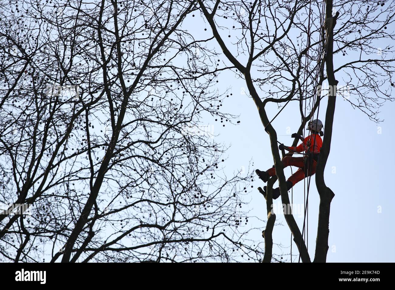 Enforcement officers saw down a tree as part of continuing efforts to ...