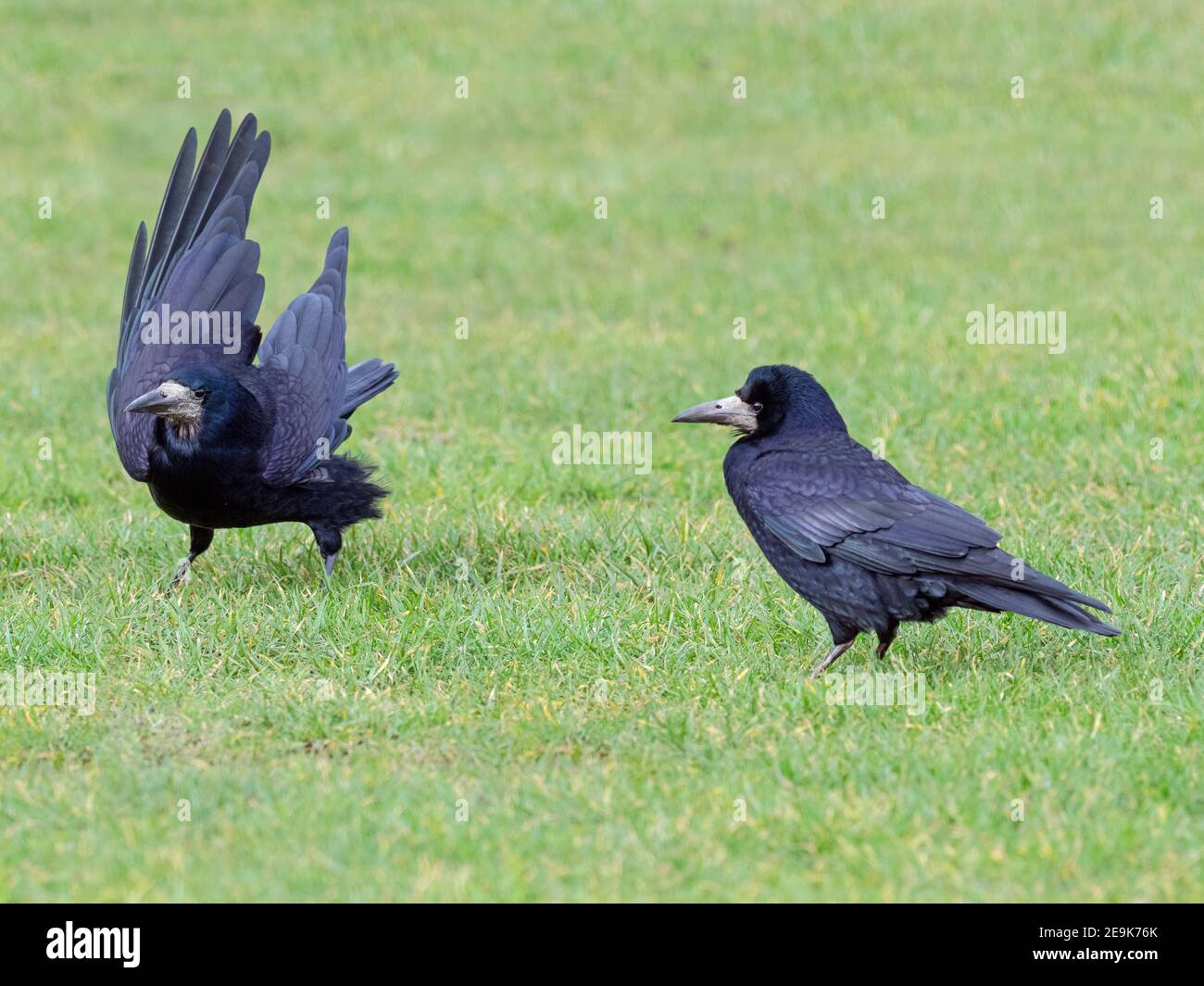 Rooks Corvus frugilegus pair together in late winter just before nest ...