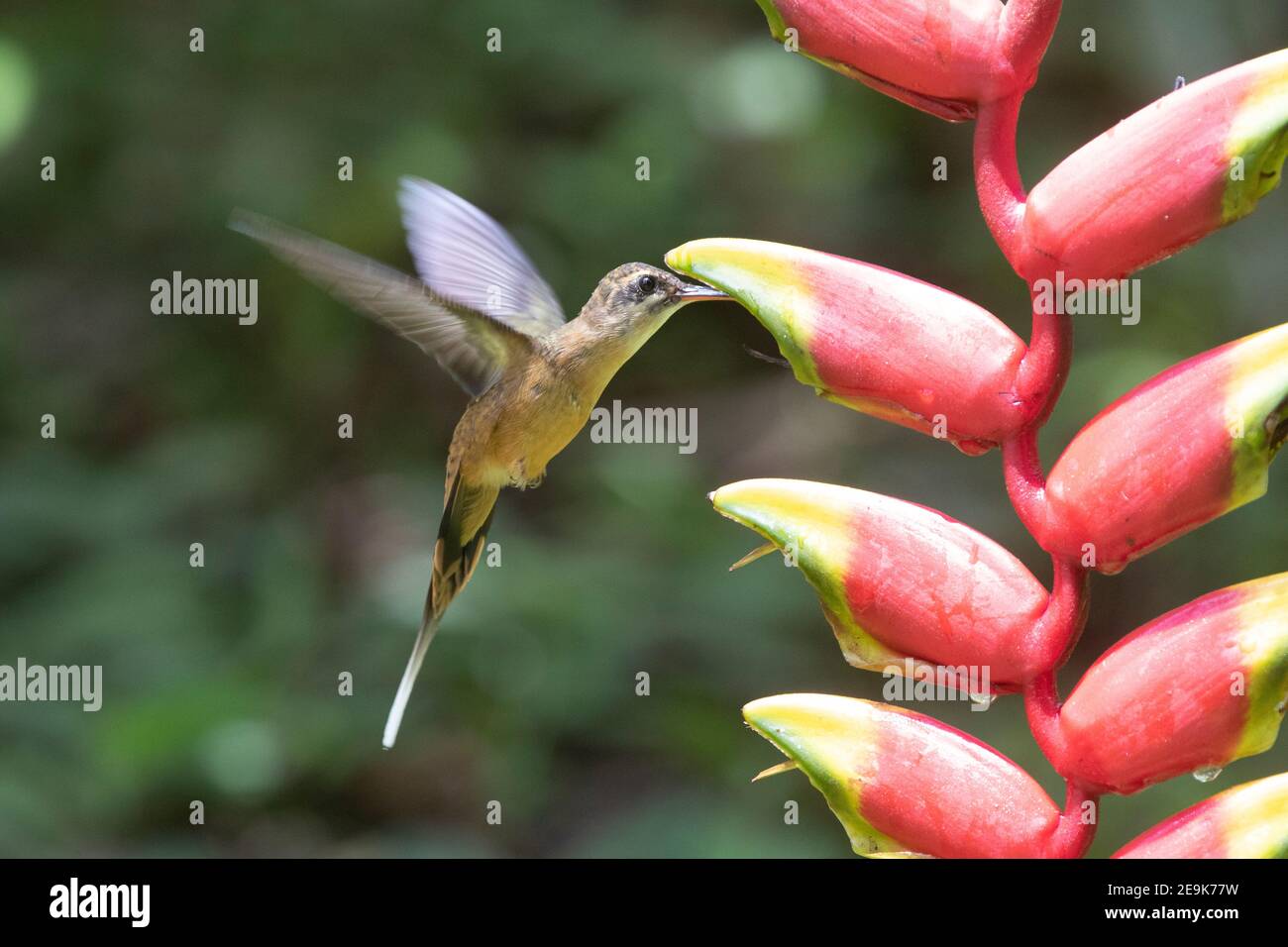 Heliconia hummingbird hi-res stock photography and images - Alamy
