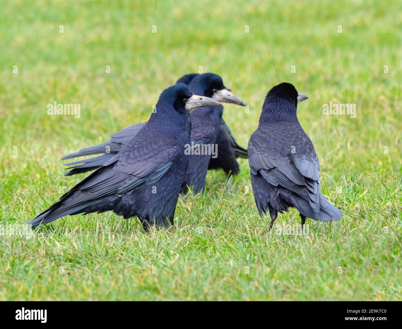 Rooks Corvus frugilegus feeding in grassland East coast Norfolk Stock ...