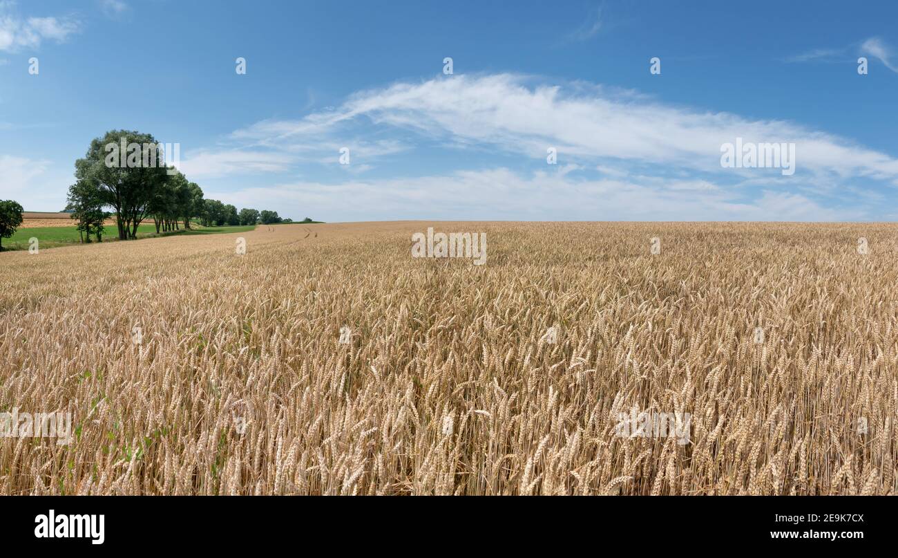 Light brown wheat field in rural summer Stock Photo - Alamy