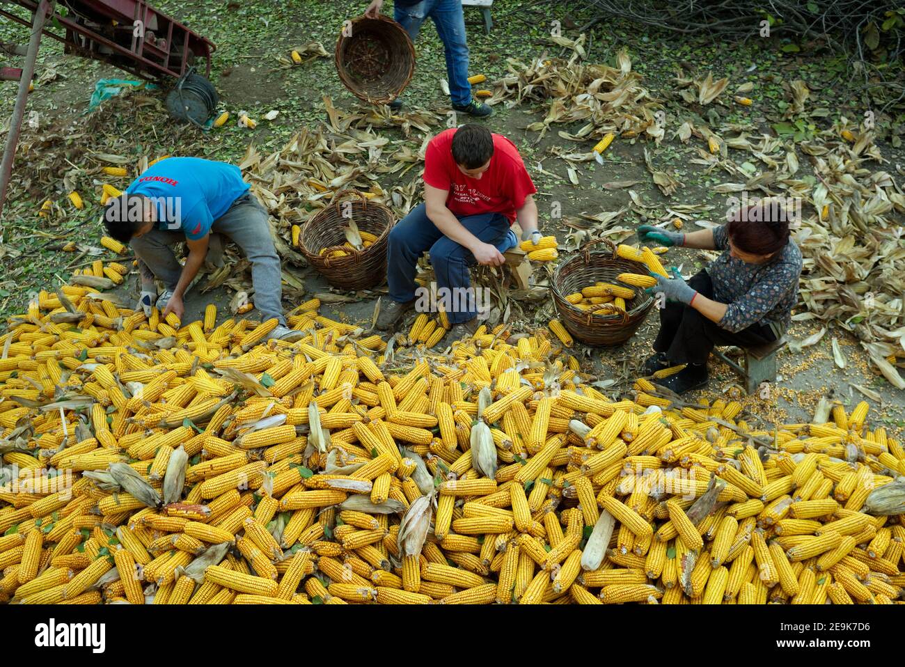 Serbia Agriculture Maize Serbian High Resolution Stock Photography and ...