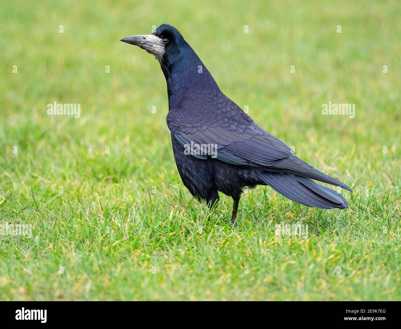 Rooks Corvus frugilegus threatening posture to other Rook flying ...