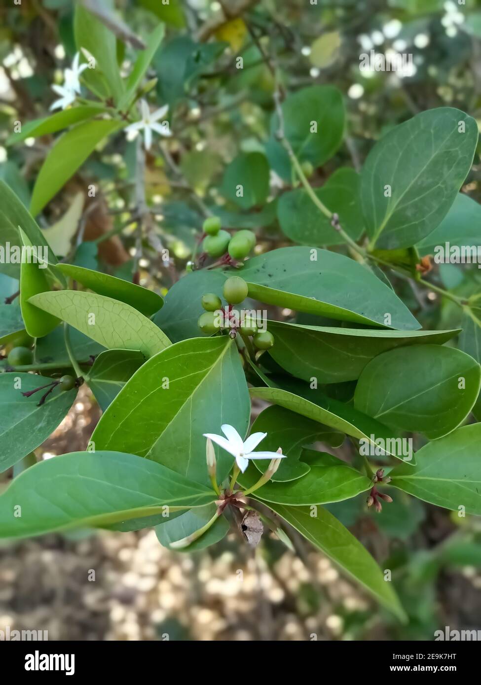 Karvand hi-res stock photography and images - Alamy